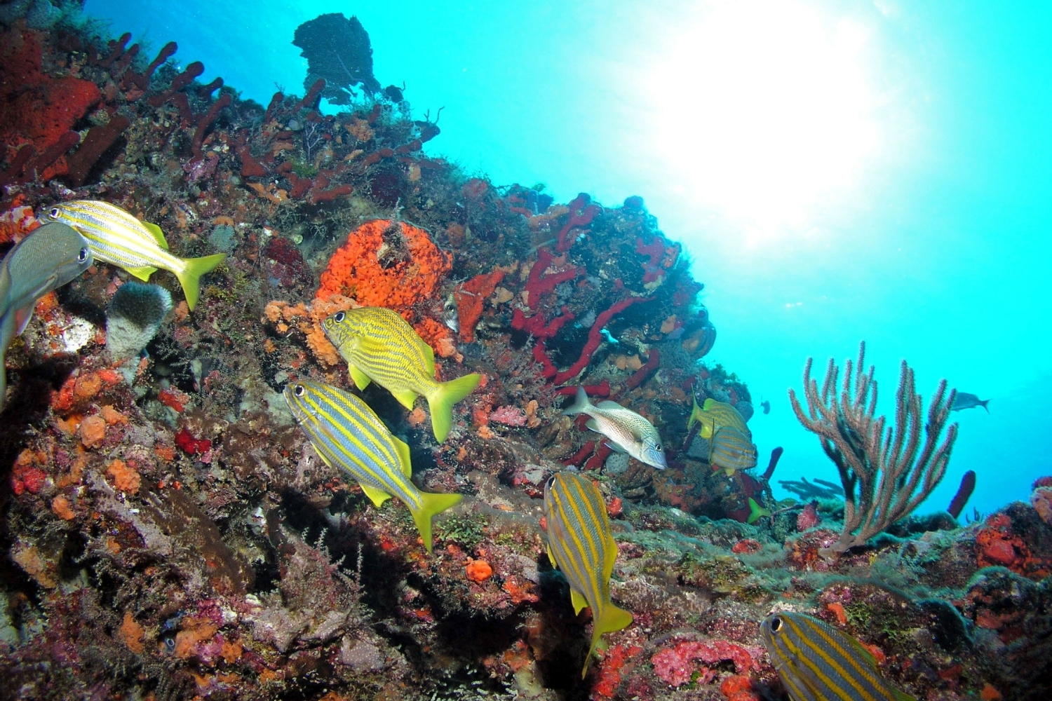 Official Website - Book Scuba Diving & 11 Water Sports in Goa - Sea ...