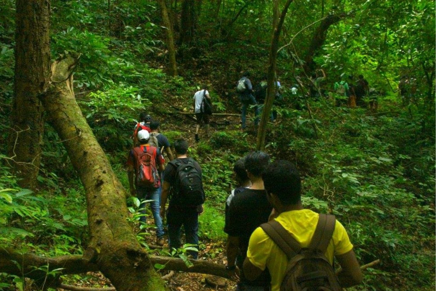 Forest Trekking In Kerala