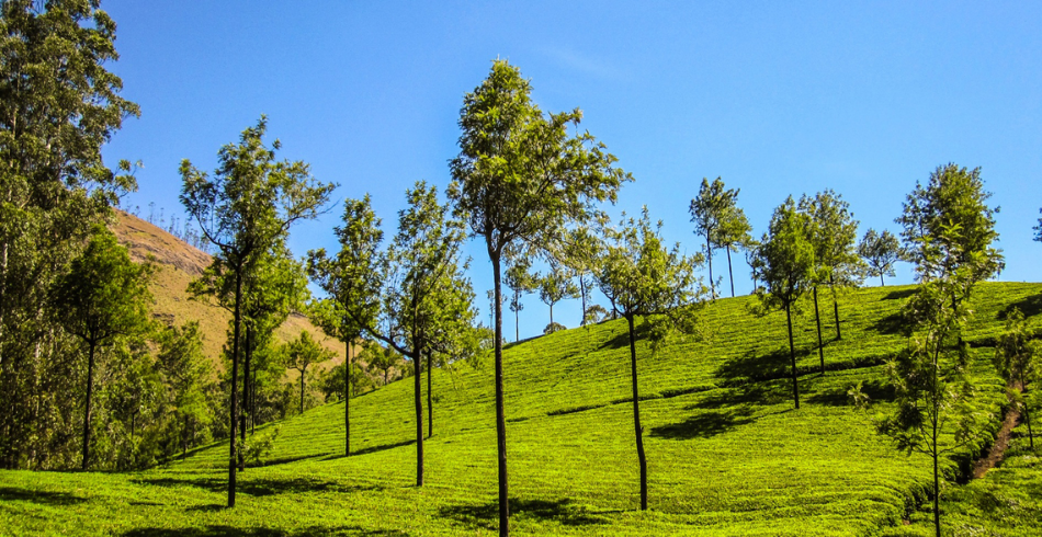 Top Places To Visit In Munnar For Tea Hills And Views Sea Water Sports