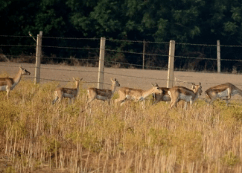 Abohar Wildlife Sanctuary In Punjab | Things To Do - Sea Water Sports