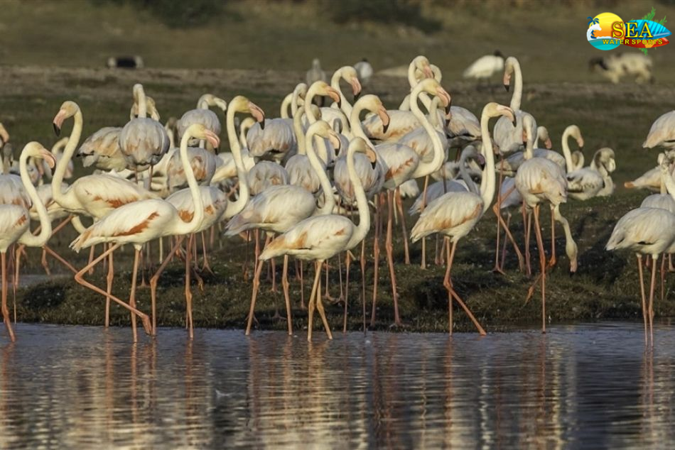 Bhigwan In Maharashtra | Things To Do - Sea Water Sports