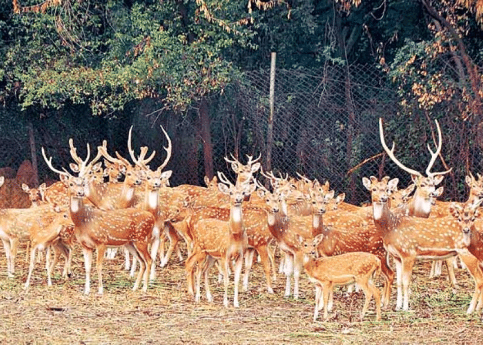 Bir Moti Bagh Sanctuary In Punjab | Things To Do - Sea Water Sports