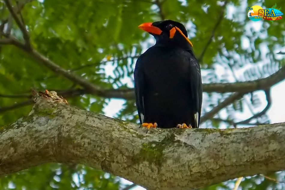 Bird Watching In Chhattisgarh | Things To Do - Sea Water Sports