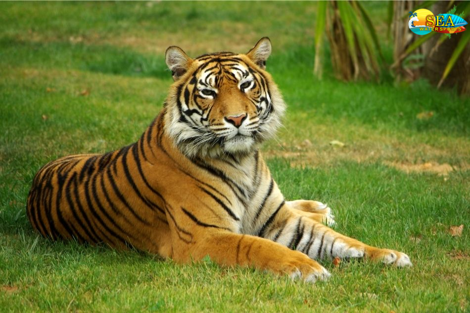 Buxa Tiger Reserve In West Bengal | Things To Do - Sea Water Sports