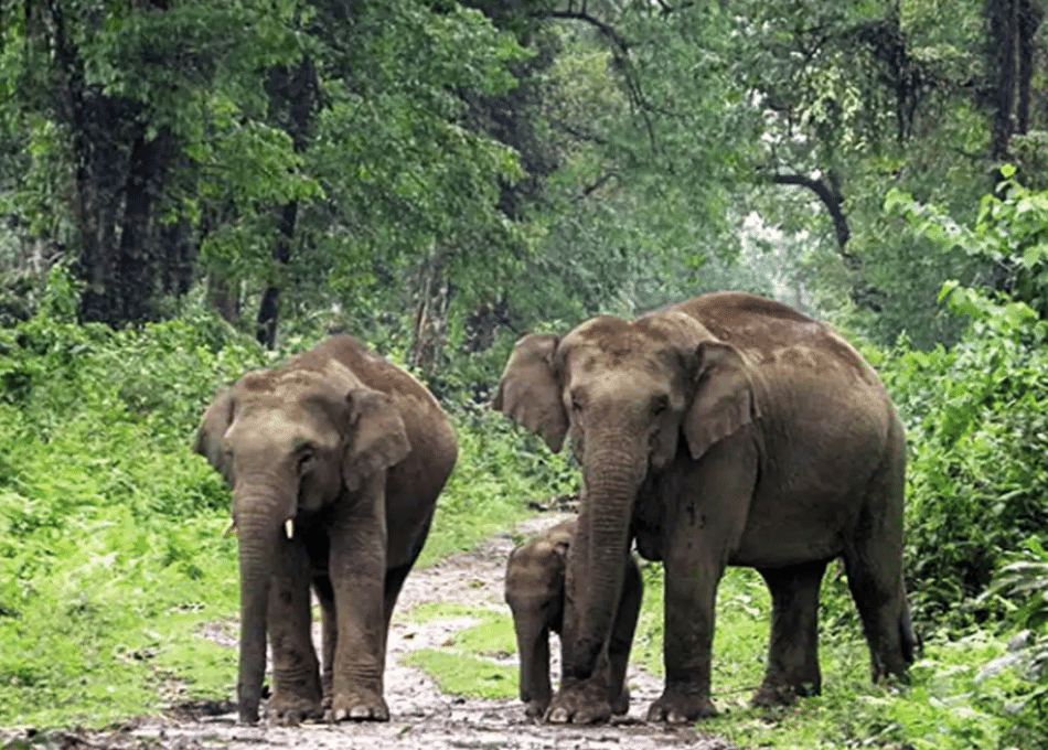Dehing Patkai Wildlife Sanctuary - Sea Water Sports