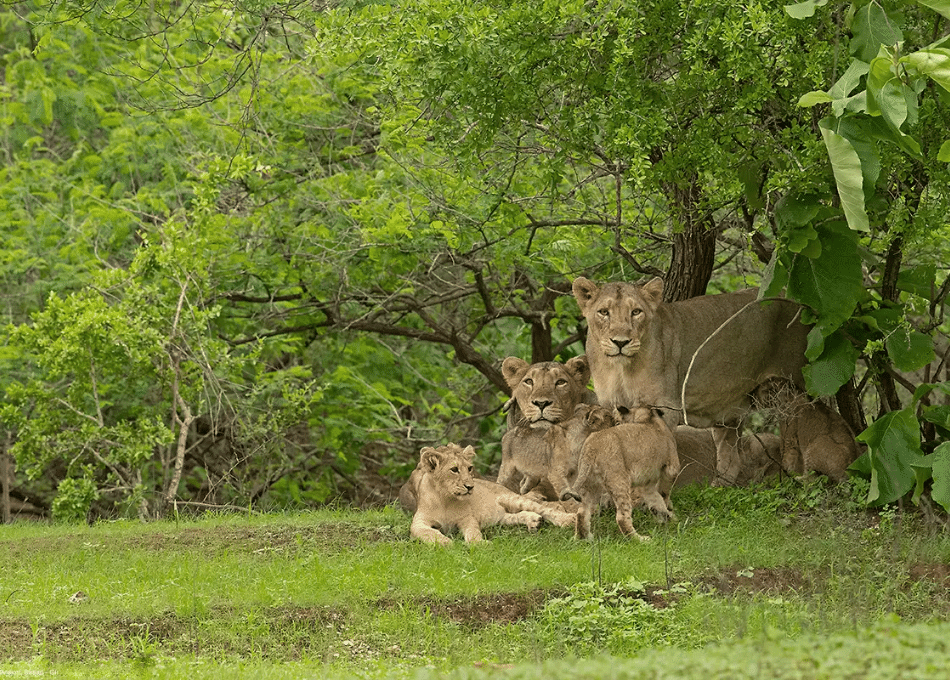 Devalia Safari Park In Gujarat | Things To Do - Sea Water Sports