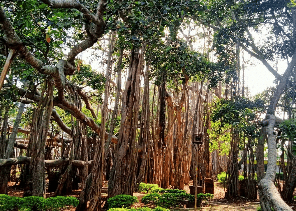 Dodda Aalada Mara In Karnataka | Things To Do - Sea Water Sports