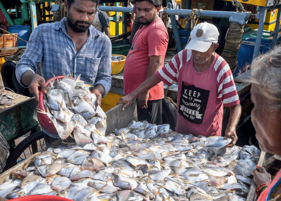 Fishing Harbour In Andhra Pradesh | Things To Do - Sea Water Sports