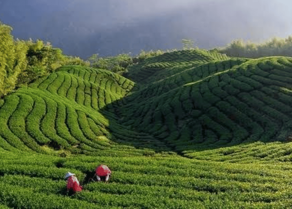 Happy Valley Tea Estate In West Bengal | Things To Do - Sea Water Sports
