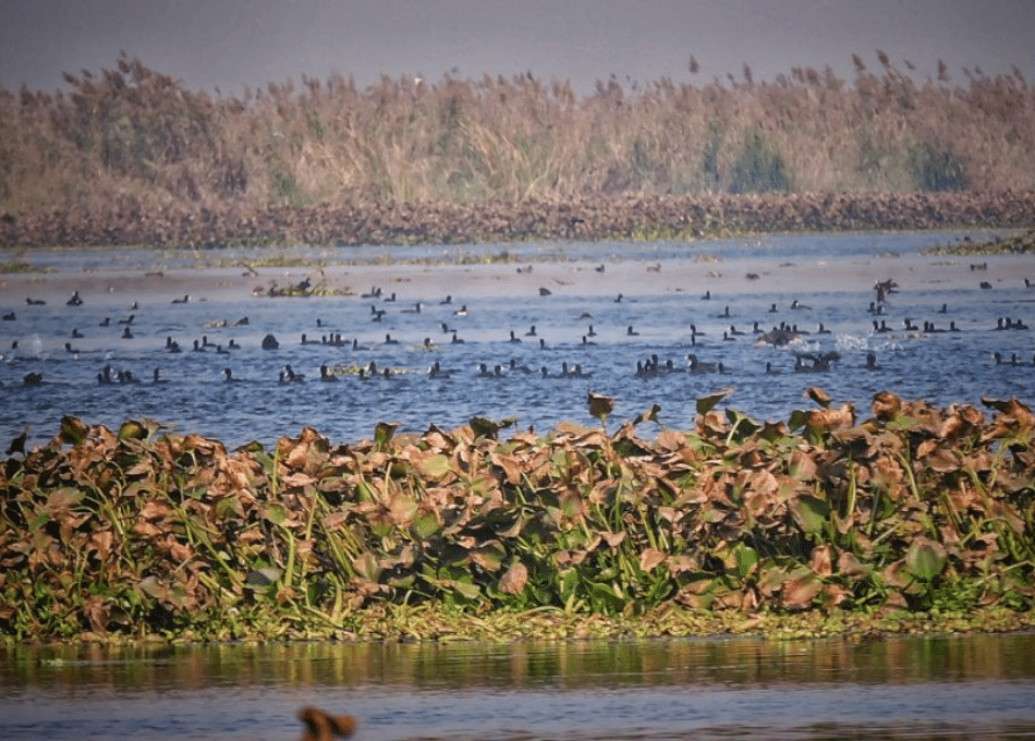 Hari-Ke-Pattan Bird Sanctuary In Punjab | Things To Do - Sea Water Sports