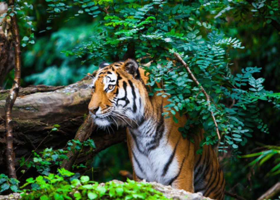 High Altitude Zoo In Uttarakhand | Things To Do - Sea Water Sports