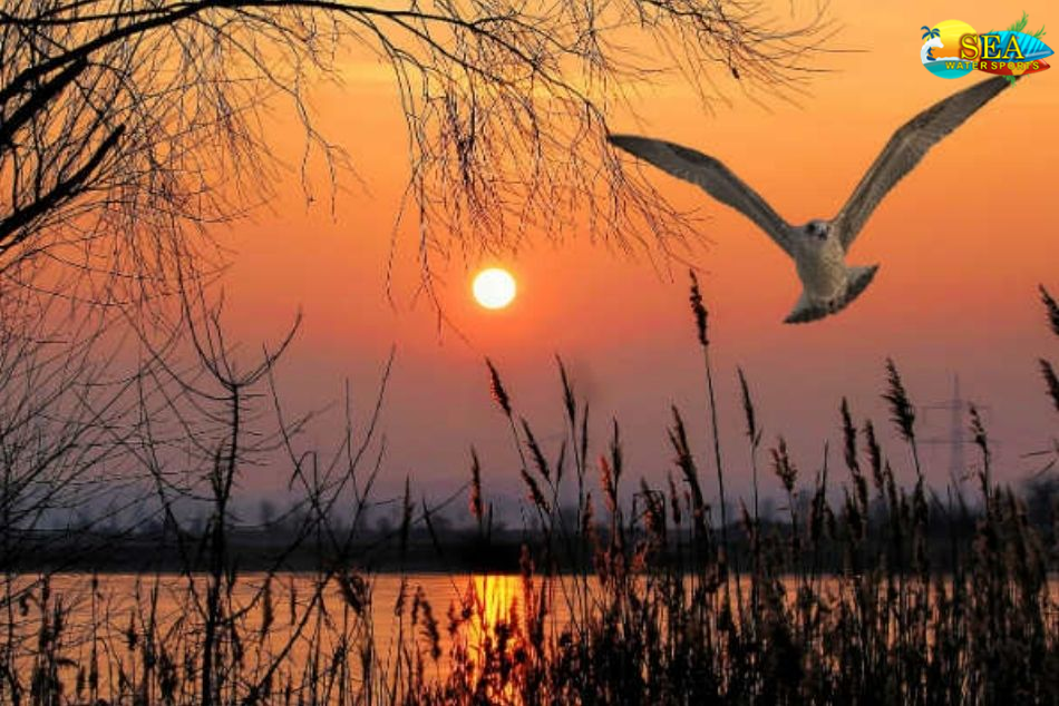 Kanwar Lake Bird Sanctuary, Begusarai In Bihar | Things To Do - Sea ...