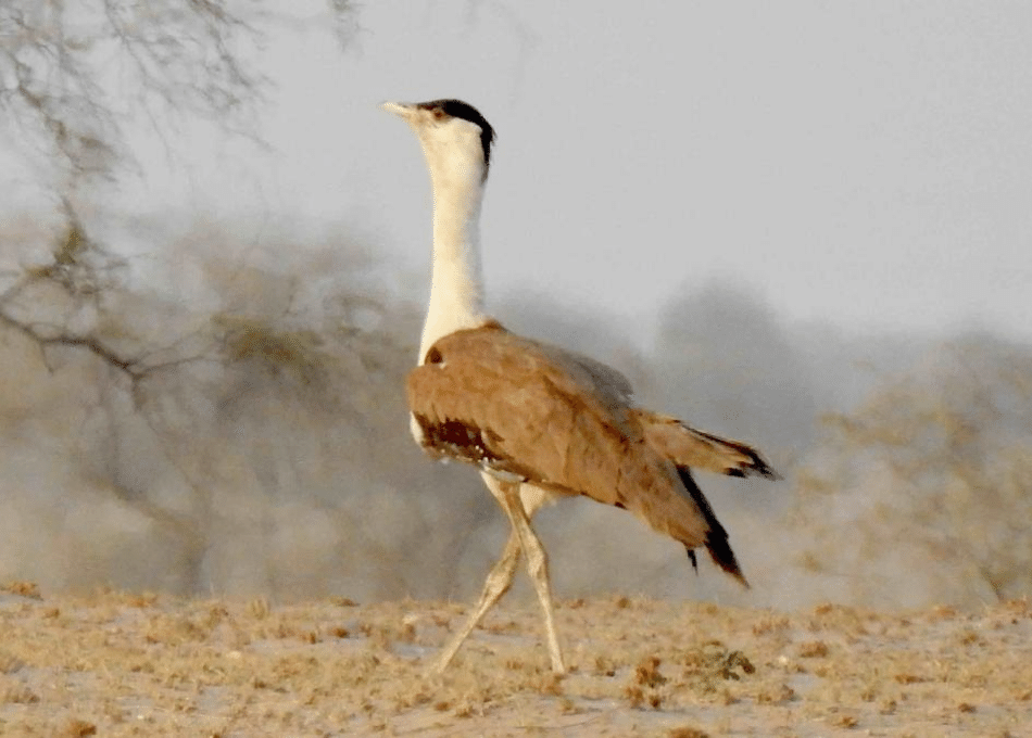 Karera Bird Sanctuary In Madhya Pradesh | Things To Do - Sea Water Sports