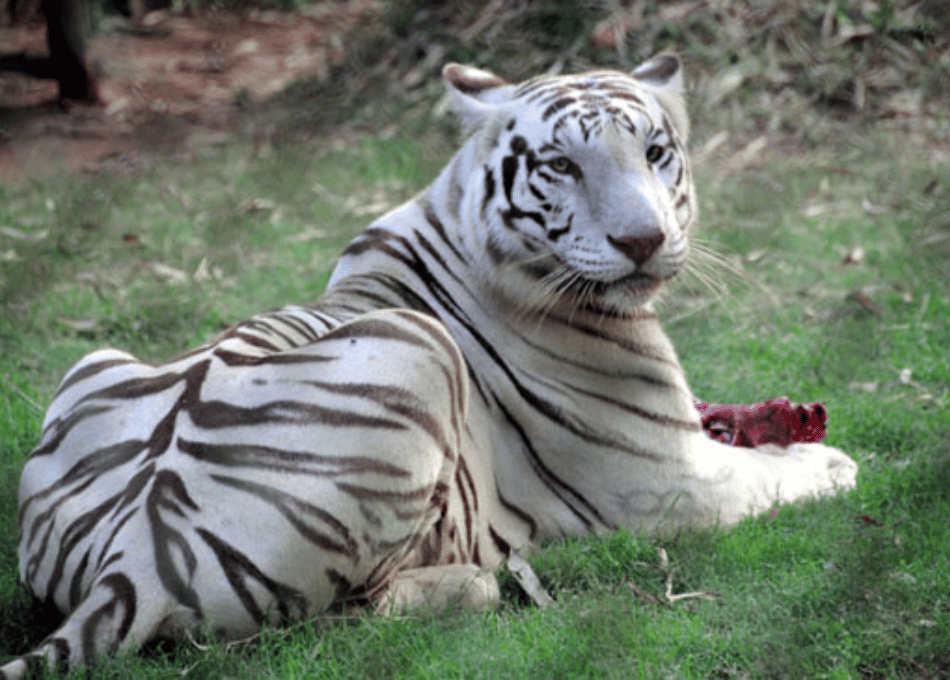 Kohima Zoo In Nagaland | Things To Do - Sea Water Sports