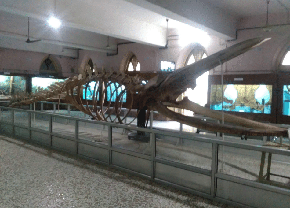 Lady Wilson Museum In Gujarat | Things To Do - Sea Water Sports