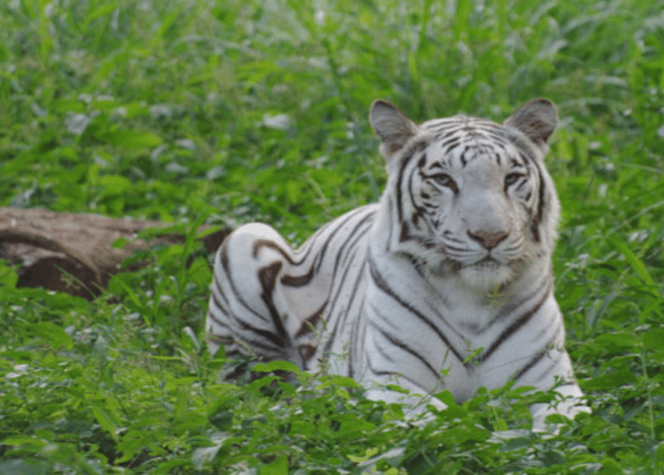 Lakhi Jungle In Punjab | Things To Do - Sea Water Sports