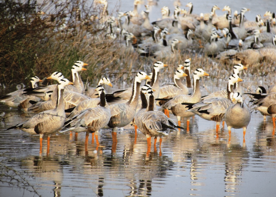 Magadi Lake Bird Sanctuary Gadag In Karnataka | Things To Do - Sea ...