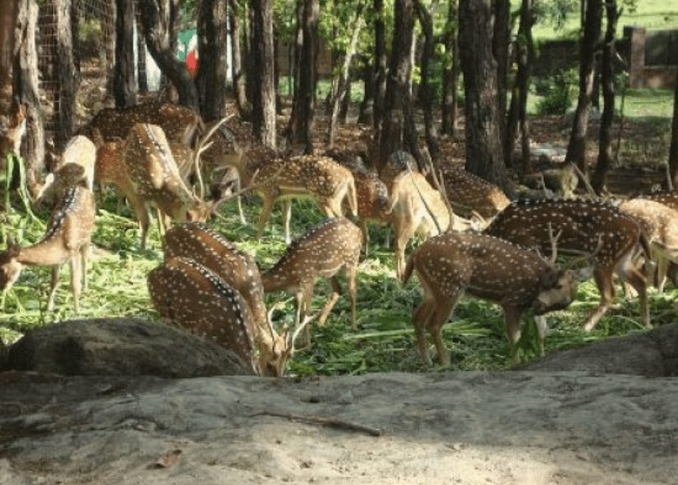 Malsi Deer Park In Uttarakhand | Things To Do - Sea Water Sports