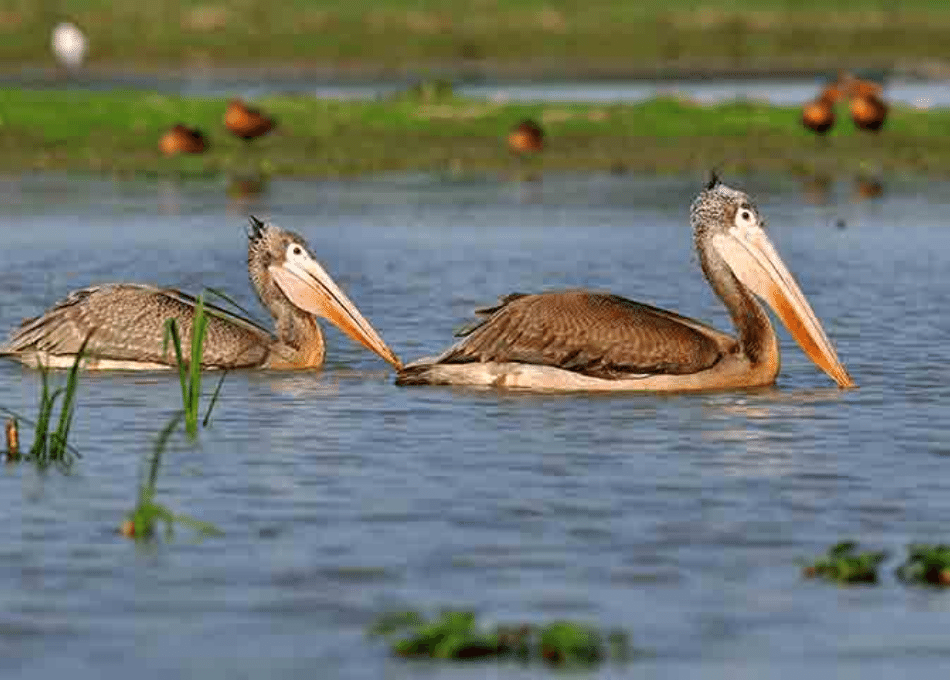 Pobitora Wildlife Sanctuary - Sea Water Sports
