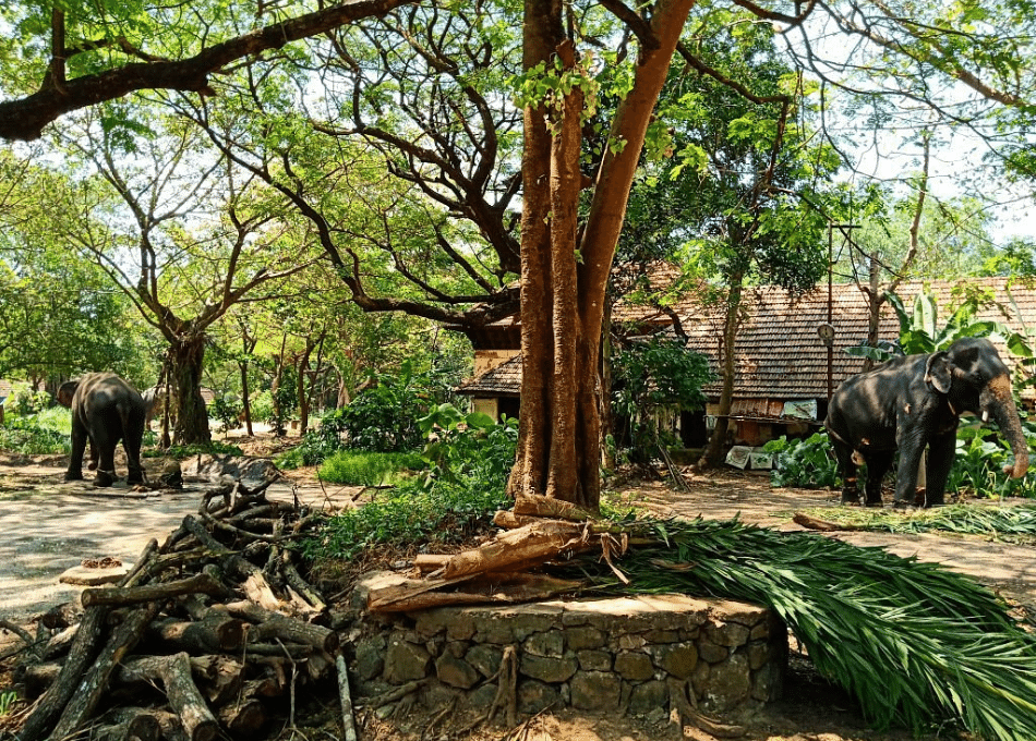 Punnathur Kotta In Kerala | Things To Do - Sea Water Sports