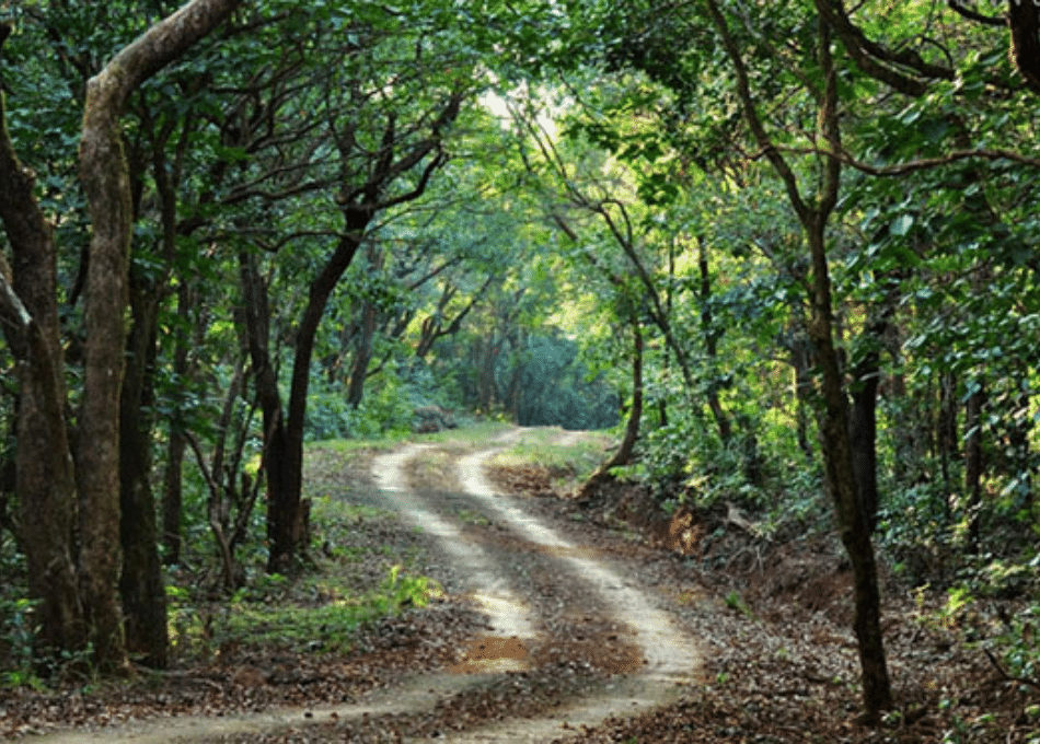 Radhanagari Wildlife Sanctuary In Maharashtra | Things To Do - Sea ...