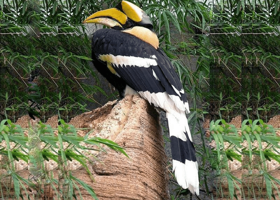 Raiganj Wildlife Sanctuary In West Bengal | Things To Do - Sea Water Sports