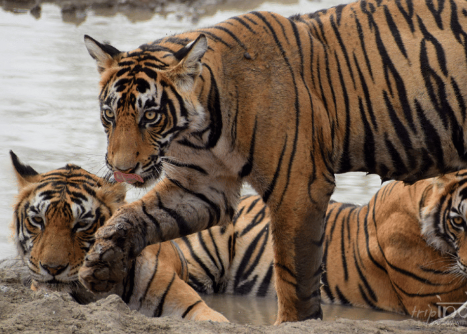 Saza Wildlife Sanctuary In Mizoram | Things To Do - Sea Water Sports