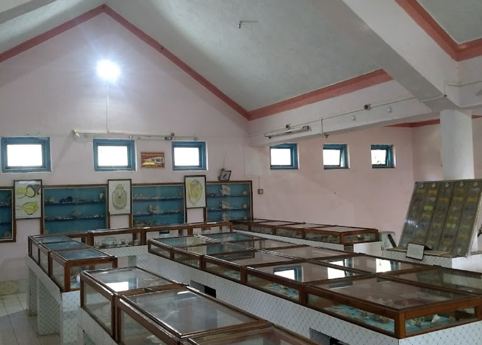 Shell Museum In Dadra and Nagar Haveli and Daman and Diu | Things To Do ...