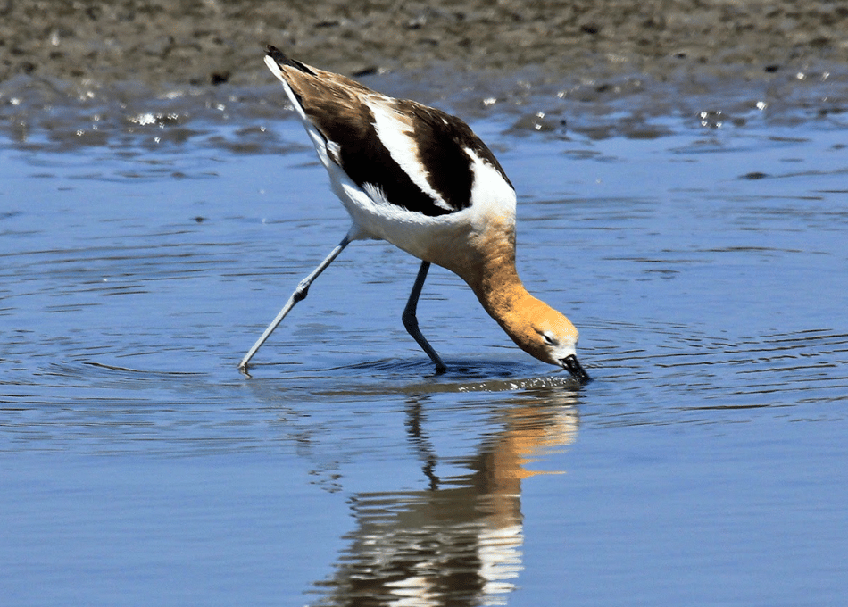 Sinemon Wildlife Sanctuary In Mizoram | Things To Do - Sea Water Sports