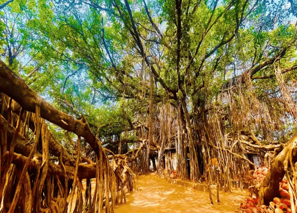 The 500 year old Tree In Karnataka | Things To Do - Sea Water Sports