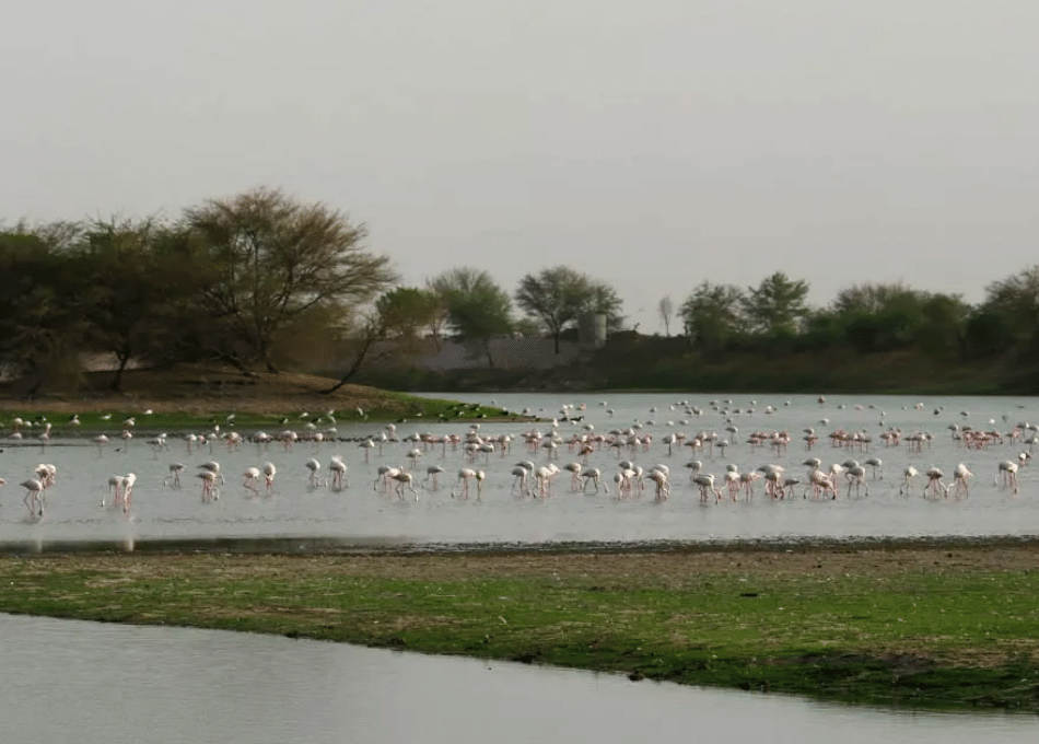 Thol Lake Bird Sanctuary In Gujarat | Things To Do - Sea Water Sports