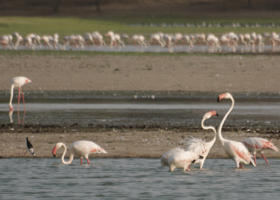 Thol Lake In Gujarat | Things To Do - Sea Water Sports