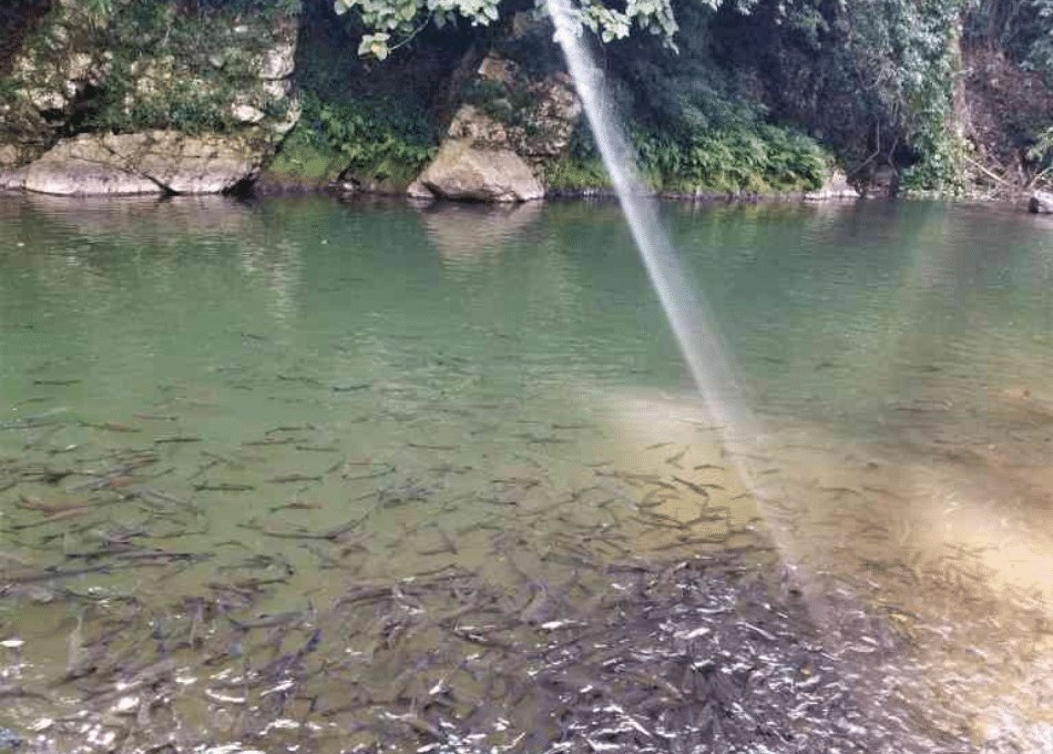 Wachi Wari Fish Sanctuary In Meghalaya | Things To Do - Sea Water Sports